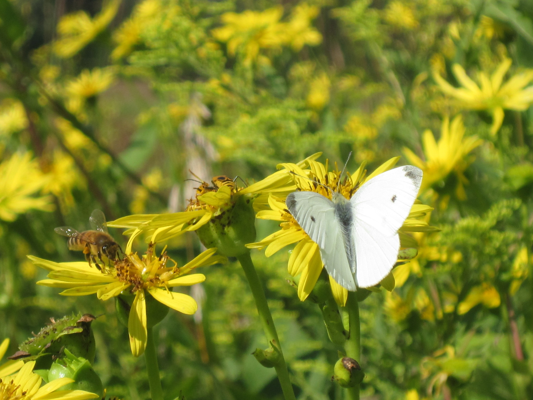 Pollinator Mix – Michigan Wildflower Farm