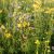 Bee-Happy Turf Mix (per lb) | Michigan Wildflower Farm