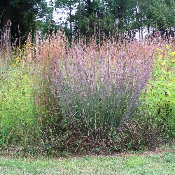 Andropogon gerardii – Big Bluestem (per oz) | Michigan Wildflower Farm