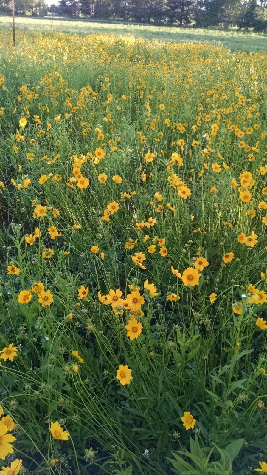 Coreopsis lanceolata – Sand Tickseed (per oz) | Michigan Wildflower Farm
