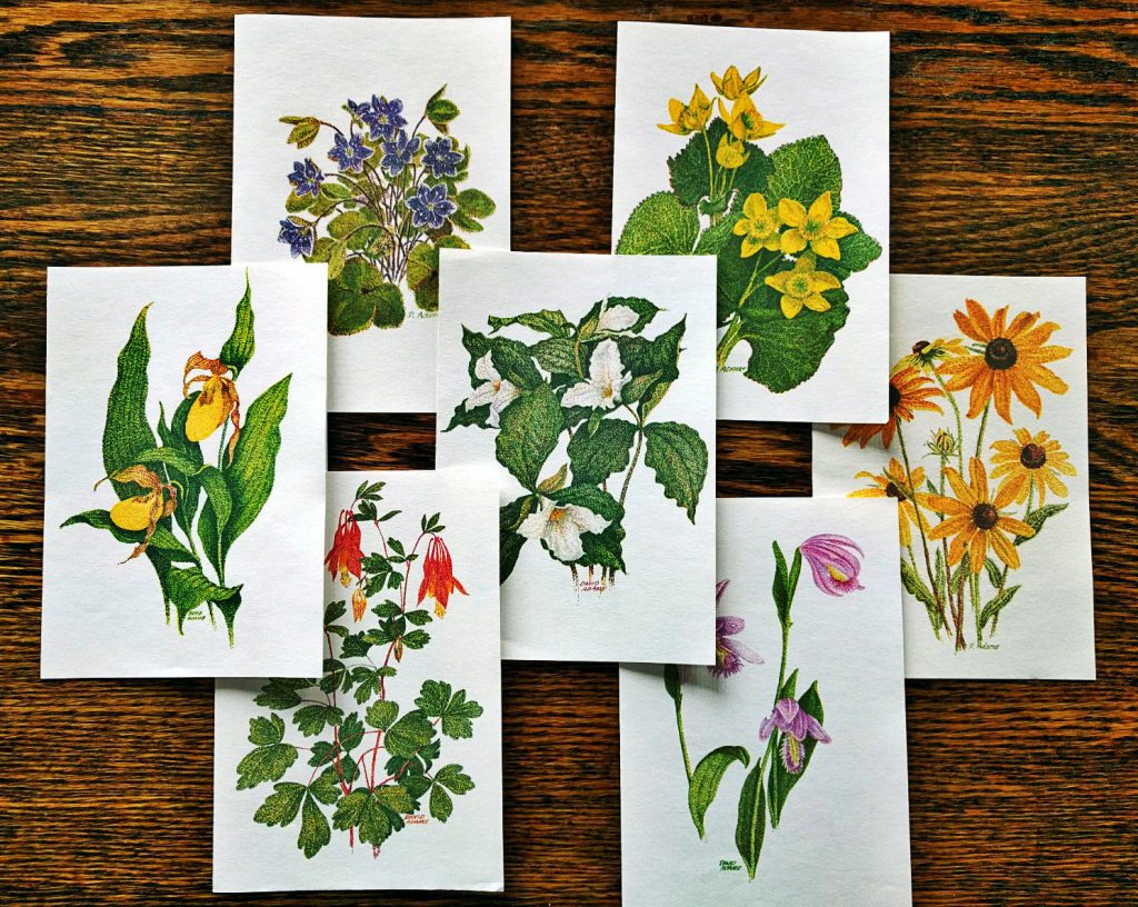 NATIVE WILDFLOWER NOTE CARDS – Michigan Wildflower Farm