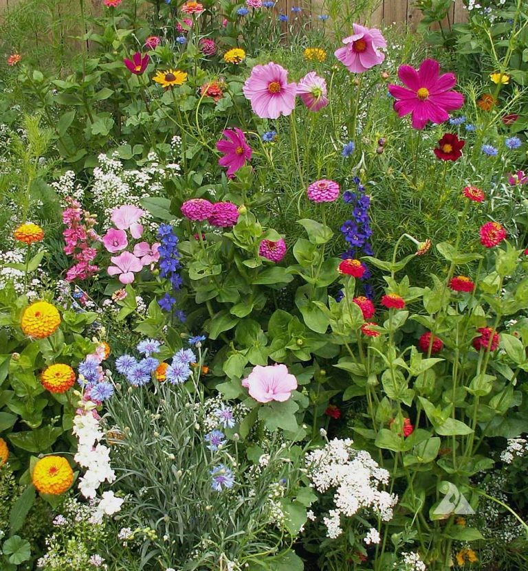 Annual Wildflower Mixes – Michigan Wildflower Farm