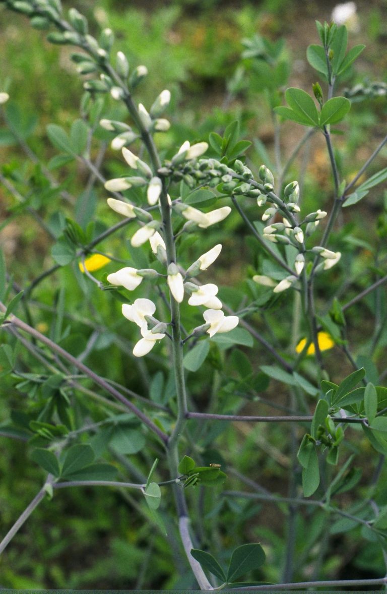 Baptisia lactea – White False Indigo (per oz) – Michigan Wildflower Farm